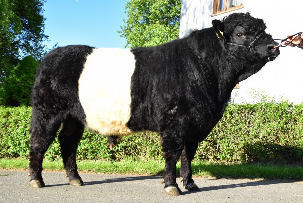 Bullen - Steeger Cattle